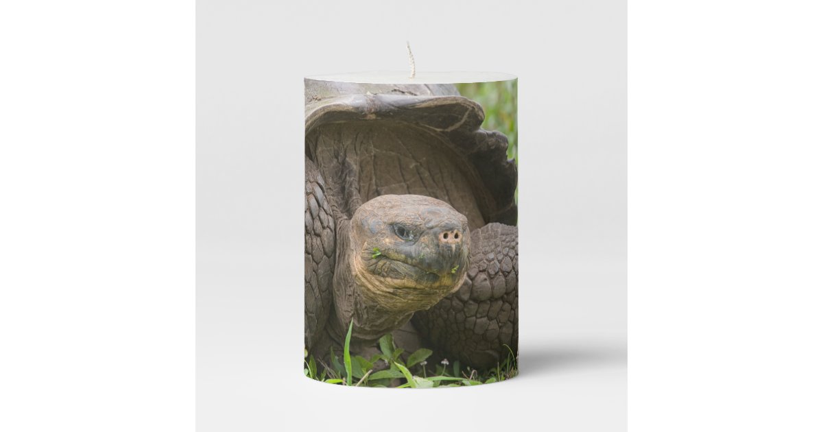 Giant turtle pillar candle | Zazzle