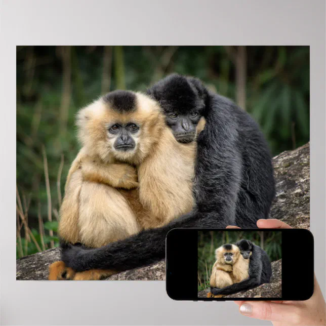 Gibbons Poster | Zazzle