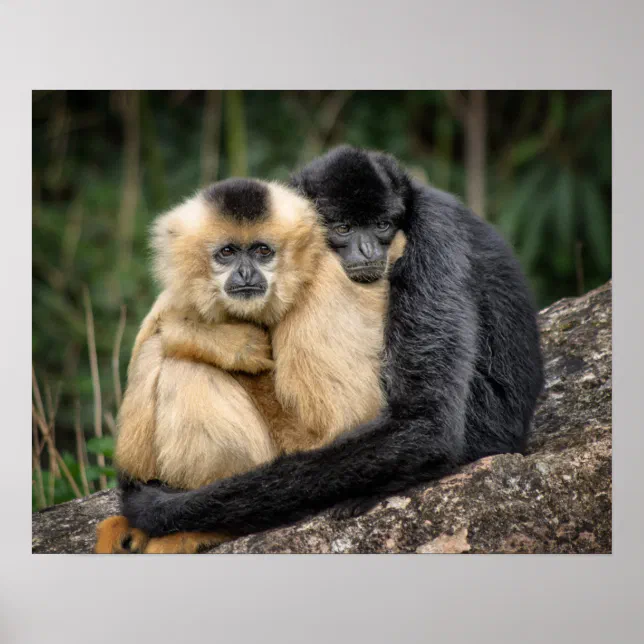 Gibbons Poster | Zazzle