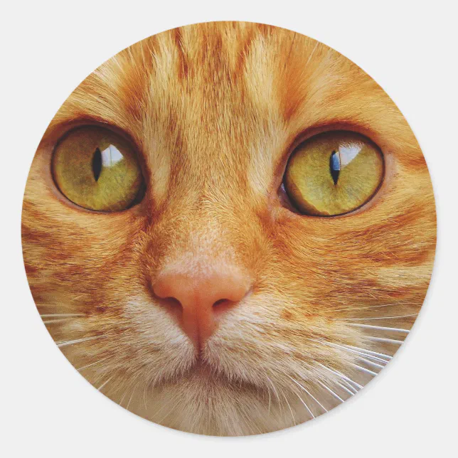 Ginger Cat Photo Classic Round Sticker | Zazzle