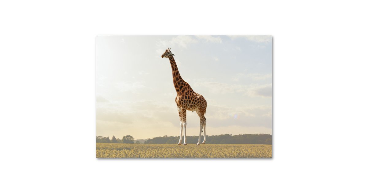 Giraffe ABA Tact Labeling Flashcard | Picture Card | Zazzle