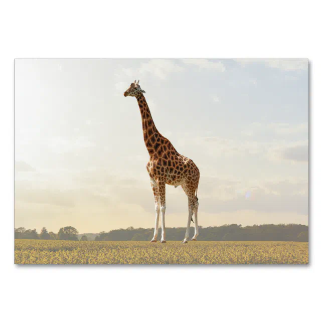 Giraffe ABA Tact Labeling Flashcard | Picture Card | Zazzle