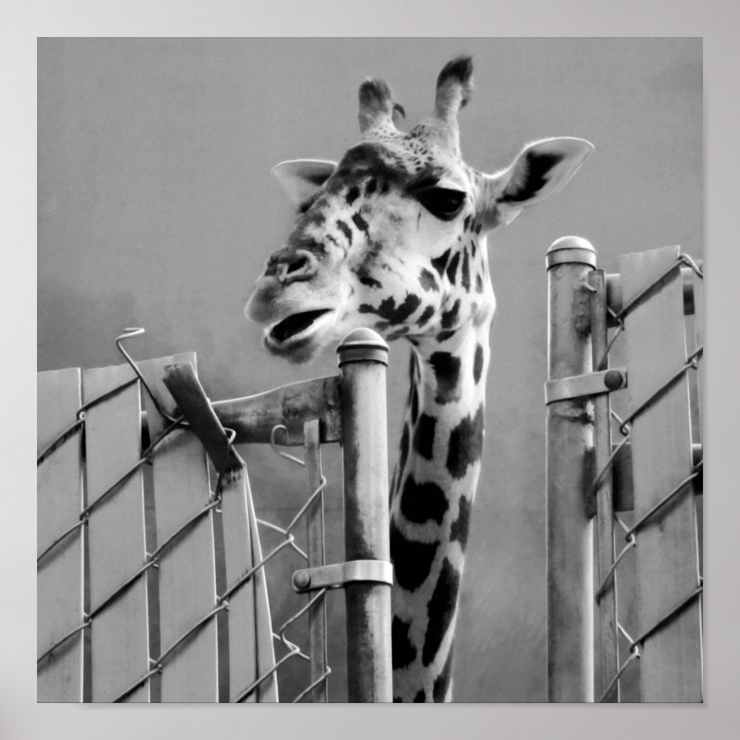 Giraffe behind Fence Black & White Photograph Poster | Zazzle