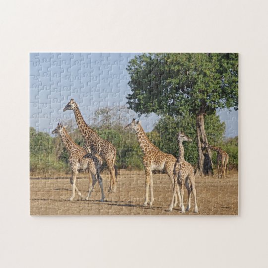 Giraffe family puzzle | Zazzle.com