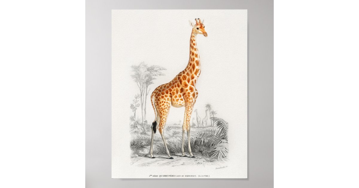 Giraffe, french vintage book illustration 10 x 8 poster | Zazzle