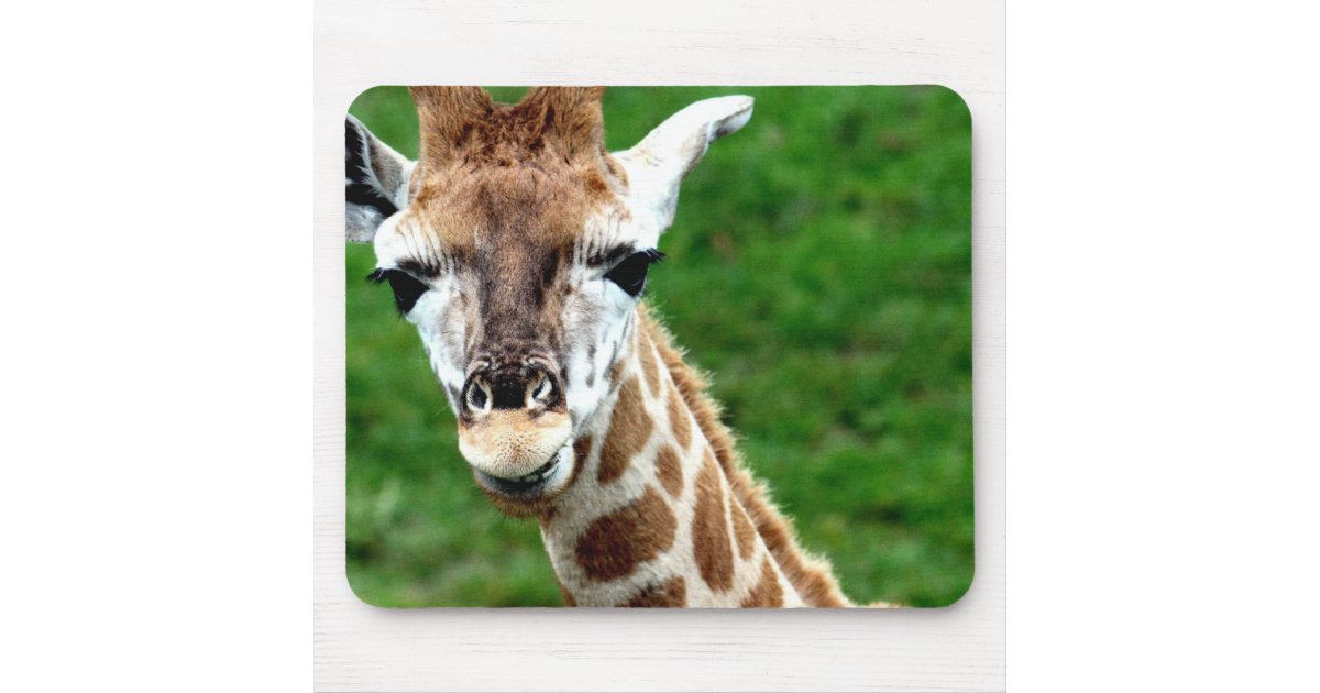 Giraffe Photo Mouse Pad | Zazzle