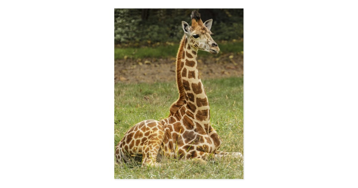 Giraffe Photo Postcard | Zazzle.com