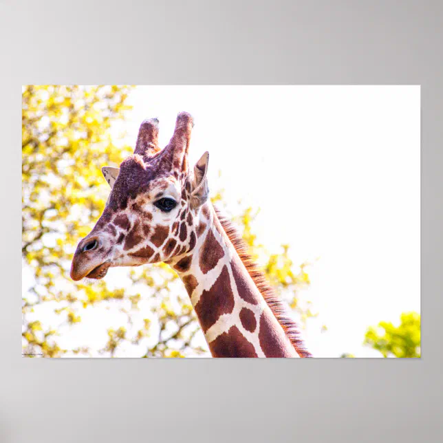 Giraffe Portrait Poster | Zazzle