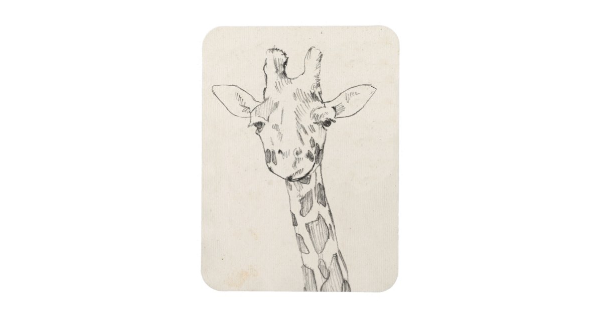 Giraffe Portrait | Sketch Magnet | Zazzle