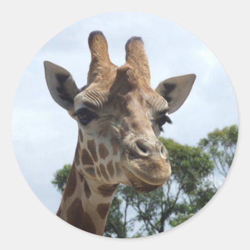 Giraffe Sticker - Round | Zazzle