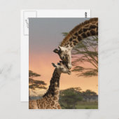 Giraffes Greeting Each Other Postcard | Zazzle