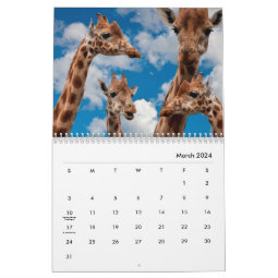 Giraffes Wall Calendar | Zazzle