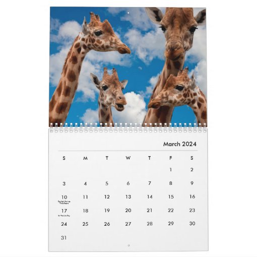 Giraffes Wall Calendar | Zazzle