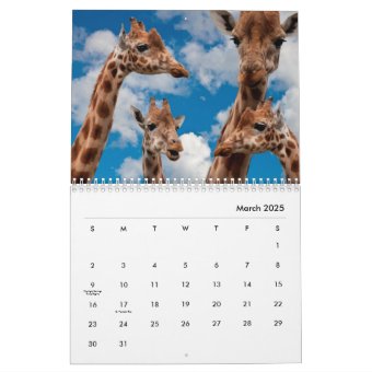Giraffes Wall Calendar | Zazzle