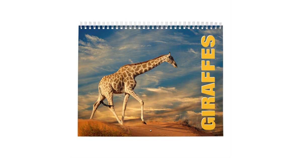 Giraffes Wall Calendar | Zazzle