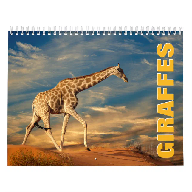 Giraffes Wall Calendar | Zazzle