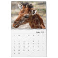 Giraffes Wall Calendar | Zazzle