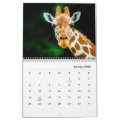 Giraffes Wall Calendar | Zazzle