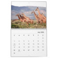 Giraffes Wall Calendar | Zazzle