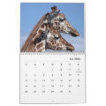 Giraffes Wall Calendar | Zazzle