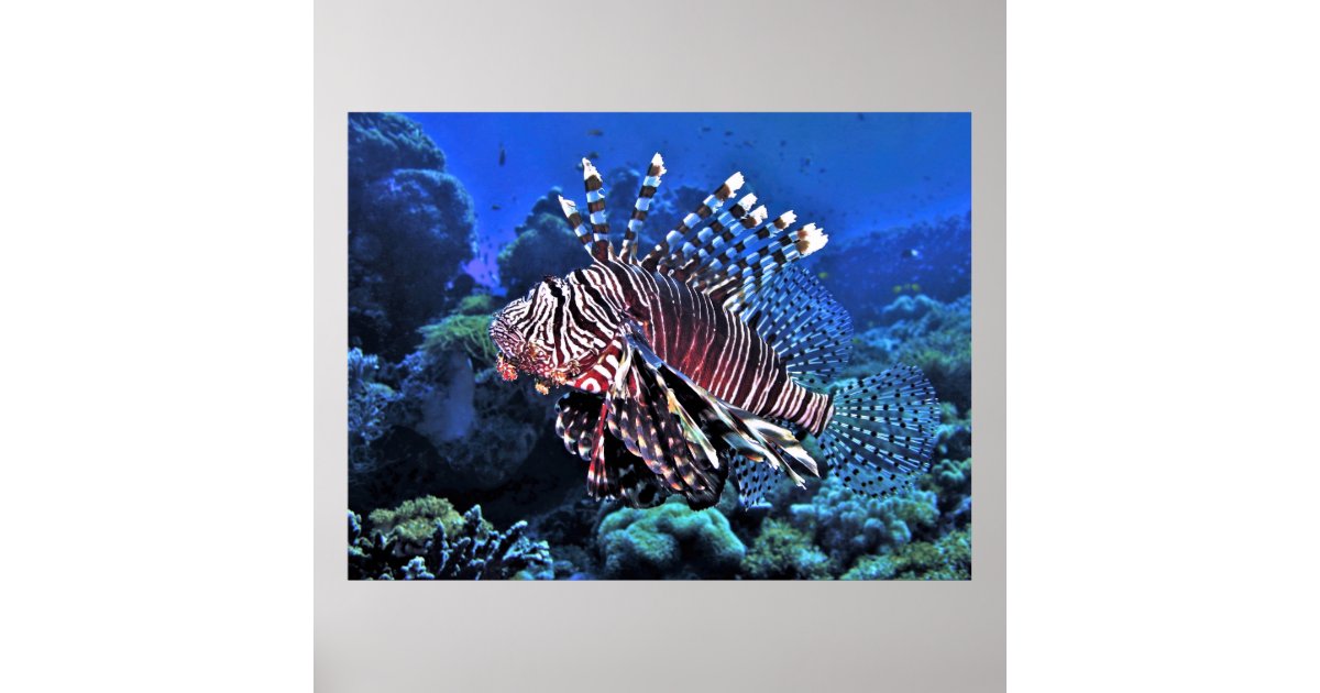 Glorious Lionfish Poster | Zazzle