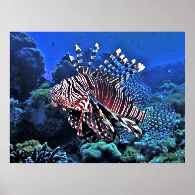 Glorious Lionfish Poster | Zazzle