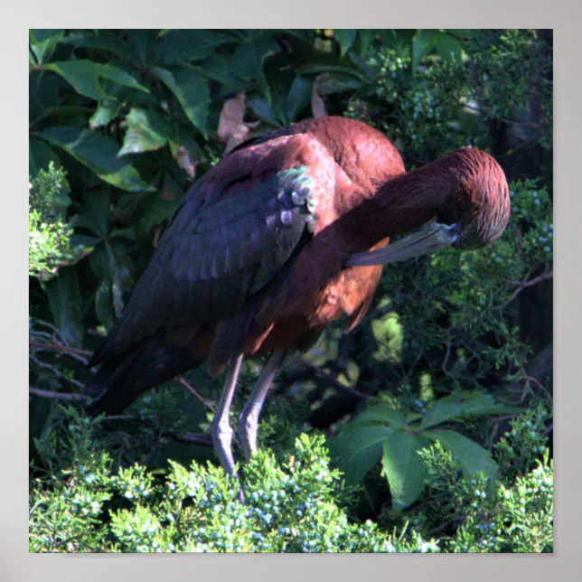 Glossy Ibis Poster | Zazzle