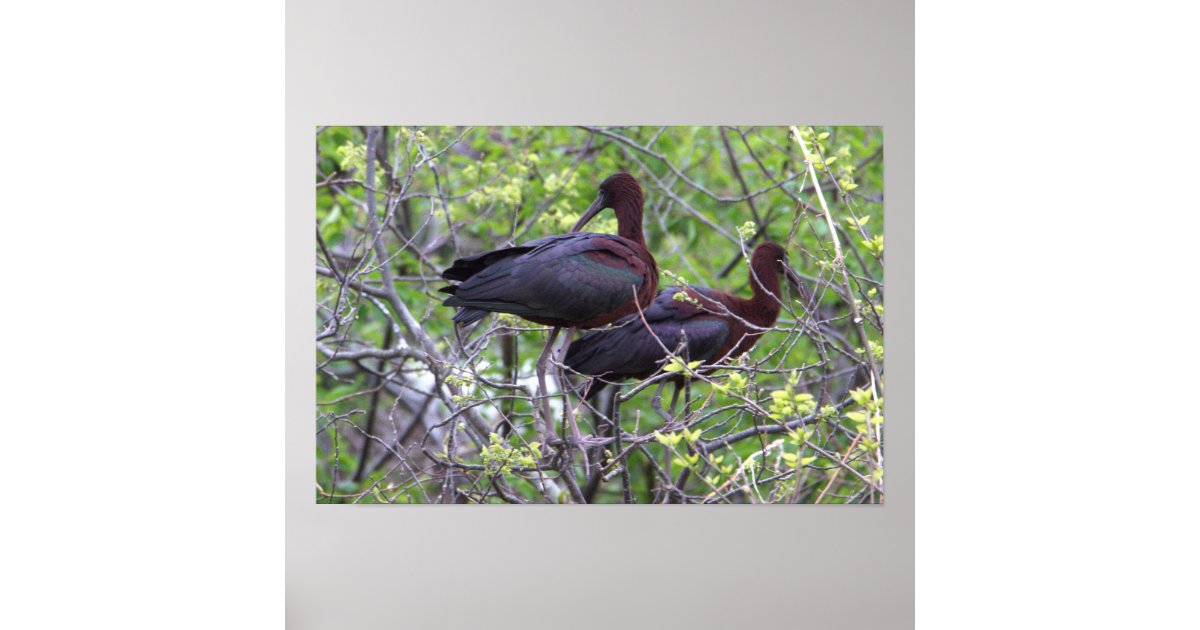 Glossy Ibis Poster | Zazzle