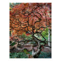 Gnarly Twisted Japanese Maple Tree Poster | Zazzle