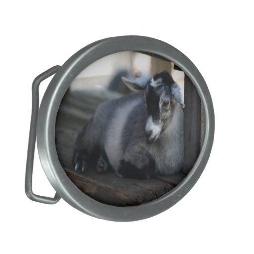 Goat Belt Buckle | Zazzle