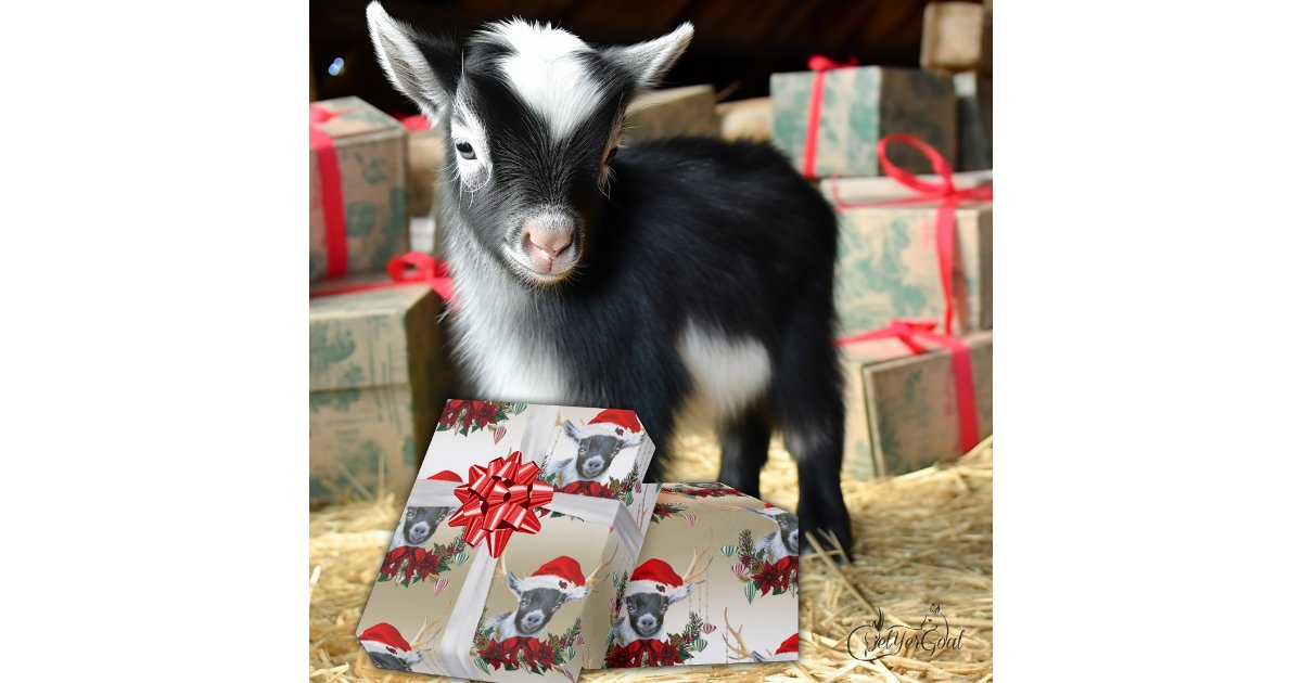 Goat Christmas Cute Pygmy Baby Goat in Antlers Wrapping Paper | Zazzle