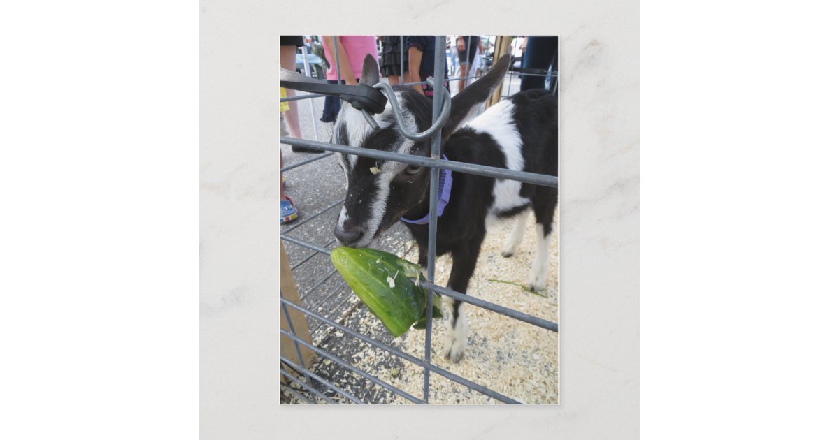 Goat Eating Pickle Postcard | Zazzle