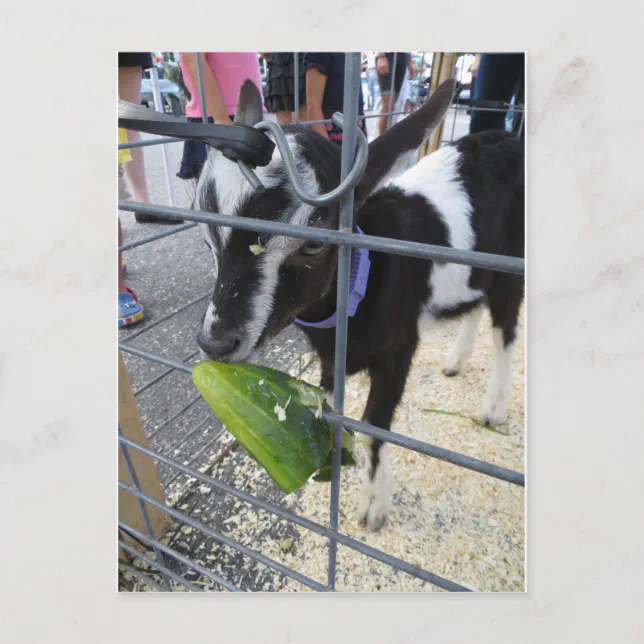 Goat Eating Pickle Postcard | Zazzle