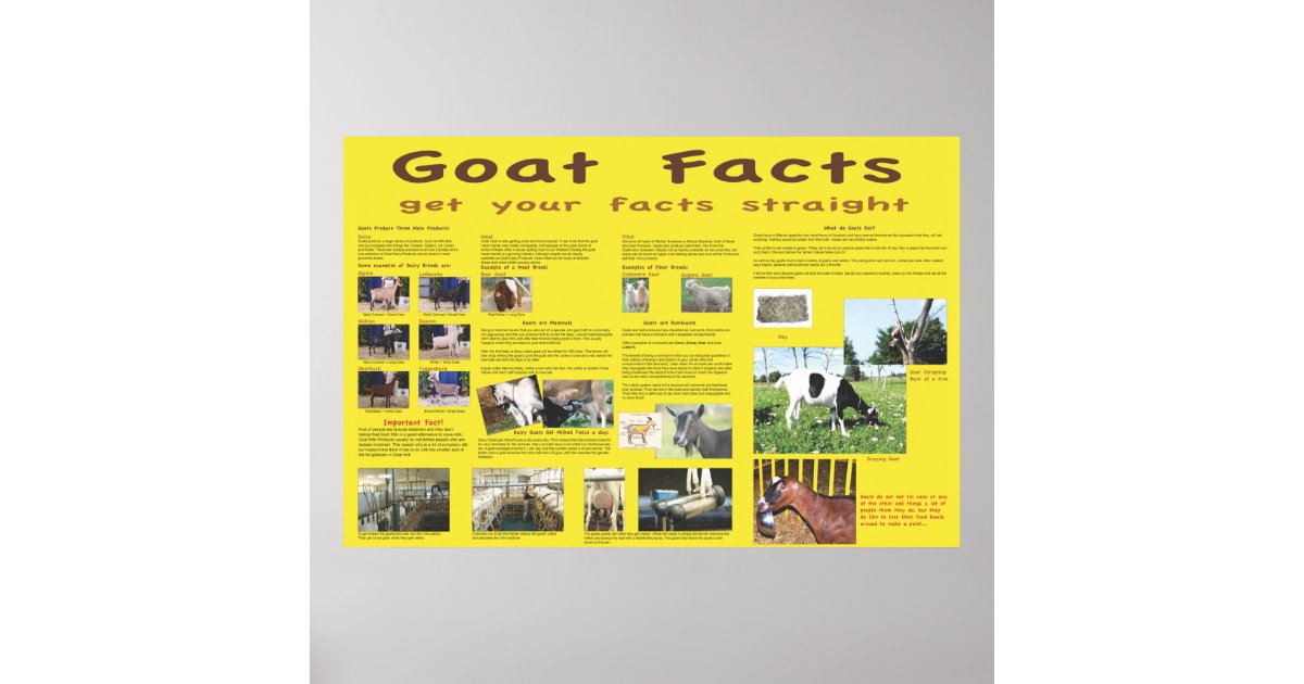 Goat Facts Poster 1 | Zazzle