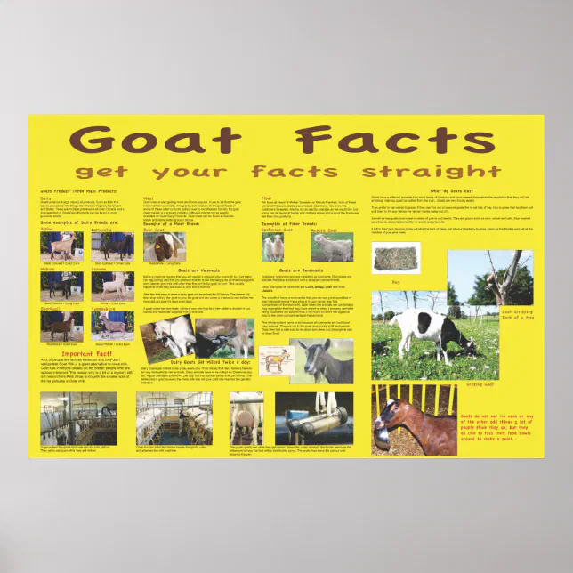 Goat Facts Poster 1 | Zazzle