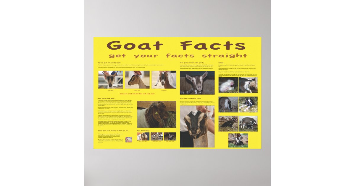 Goat Facts Poster 2 | Zazzle