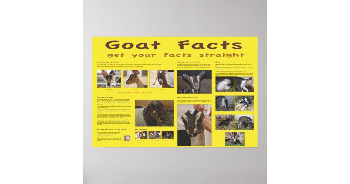 Goat Facts Poster 2 | Zazzle