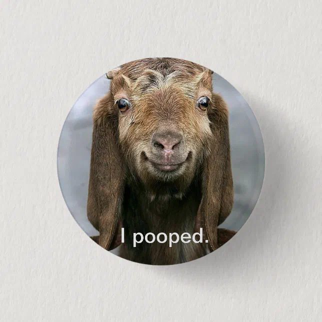 Goat pooping. pinback button | Zazzle