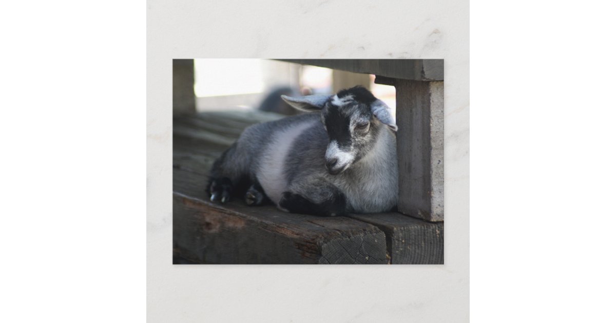 Goat Postcard | Zazzle