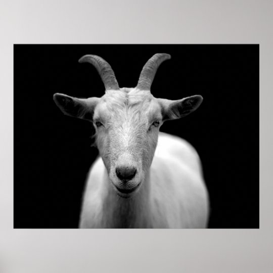 Goat Poster | Zazzle.com