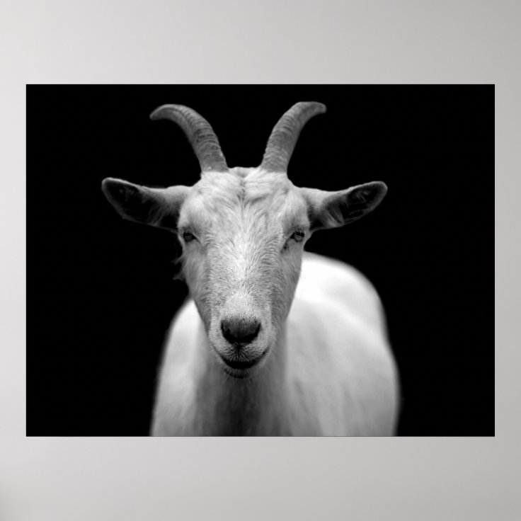 Goat Poster | Zazzle