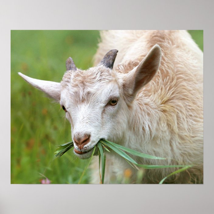 Goat Poster | Zazzle.com