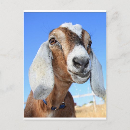 Goat star 1.jpg postcard | Zazzle.com