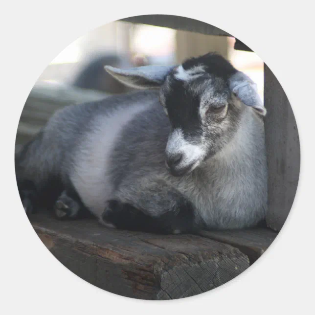 Goat Sticker | Zazzle