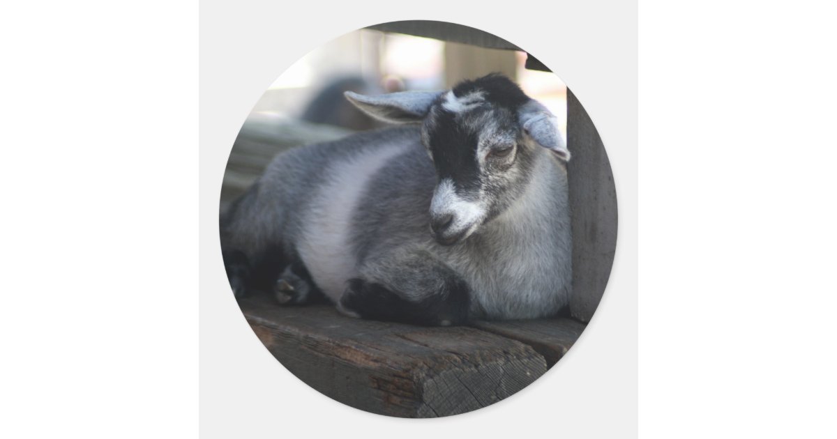 Goat Sticker | Zazzle.com