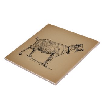 Goat with Bell Illustration Antique Aged Brown Ceramic Tile | Zazzle