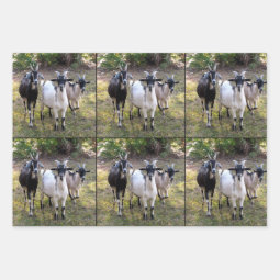 Goat Wrapping Paper Sheets - 3 Design Set | Zazzle