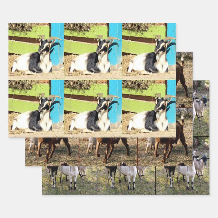 Goat Wrapping Paper Sheets - 3 Design Set | Zazzle