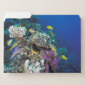 Goatfish Swarm Around Small Coral File Folder | Zazzle