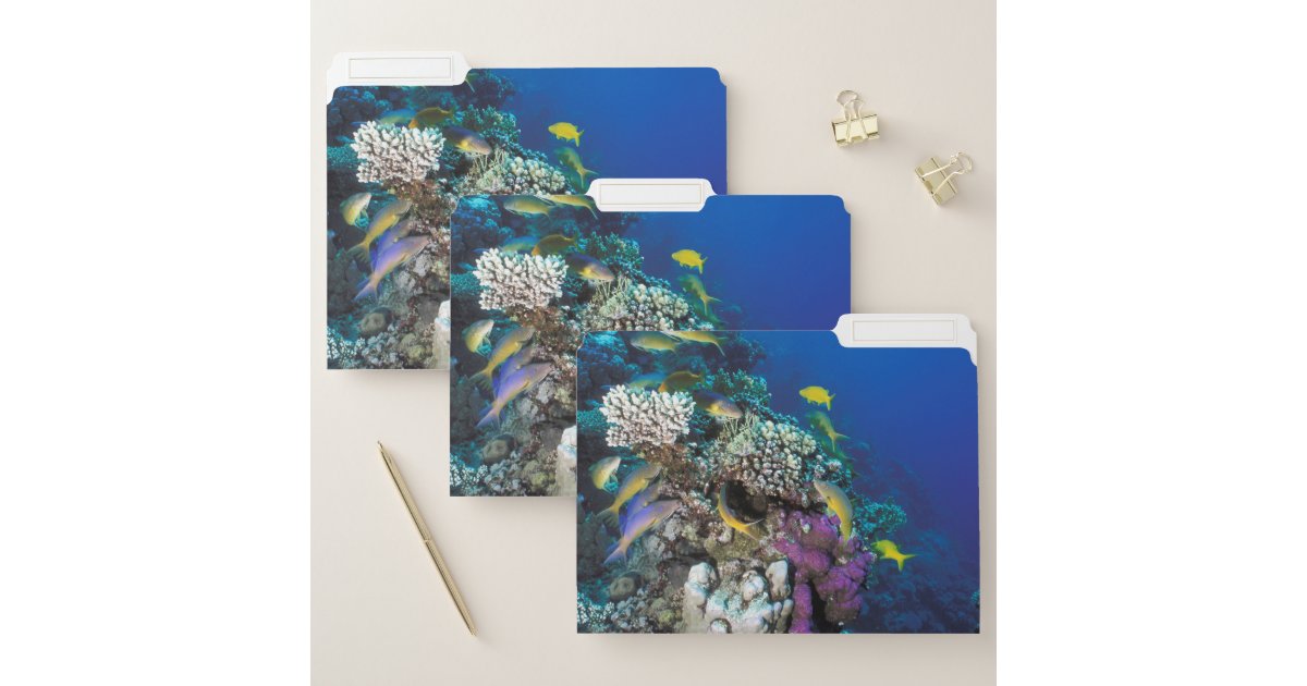 Goatfish Swarm Around Small Coral File Folder | Zazzle
